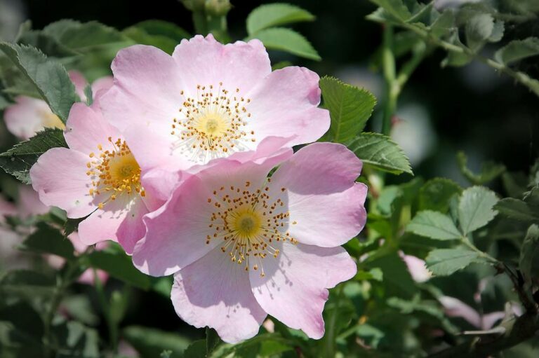 Deze soorten rozen zijn er - Gardeners World