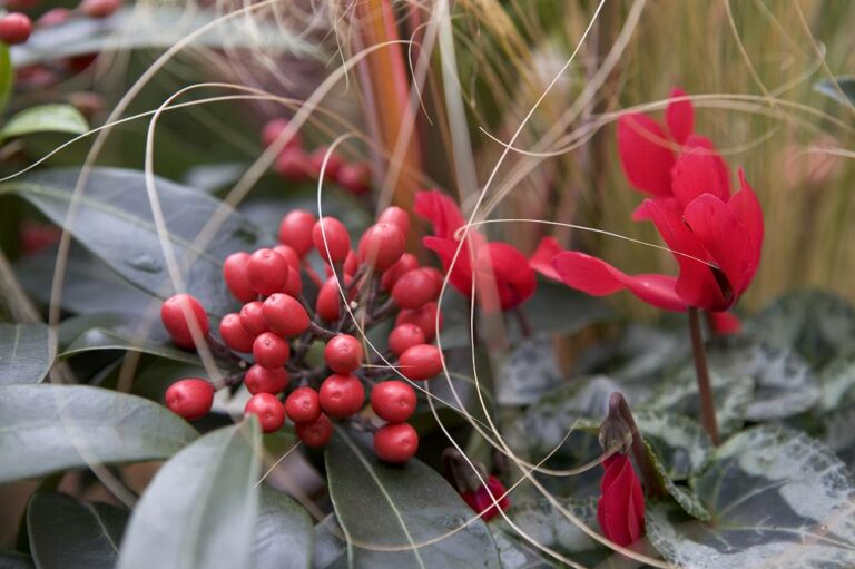 Skimmia japonica subsp reevesiana: elk seizoen mooi - Gardeners World
