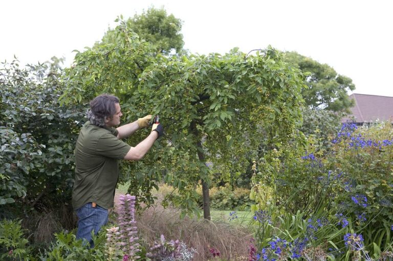Appelboom in een kleine tuin? Zo lukt het wél - Gardeners World