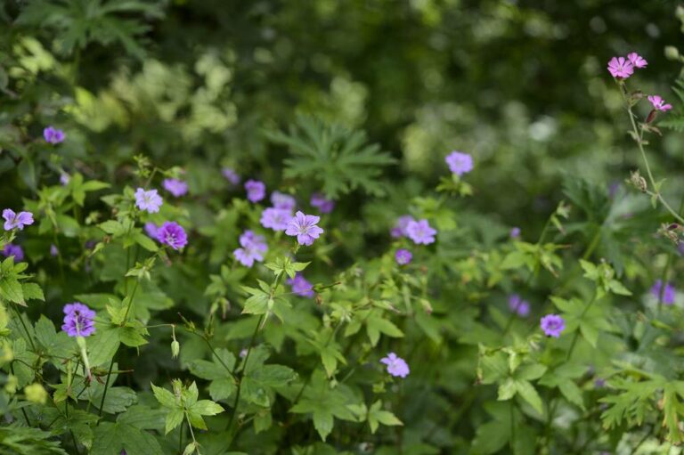 Zevenblad bestrijden: zo doe je dat effectief zónder gif - Gardeners World