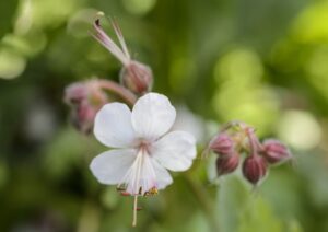Engelse tuin: 5 planten die het goed doen - Gardeners World