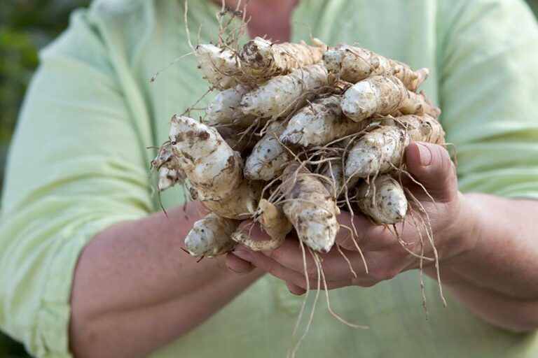 Zelf aardpeer kweken, zó pak je dat aan - Gardeners World