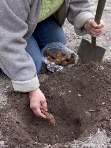 Zelf aardpeer kweken, zó pak je dat aan - Gardeners World