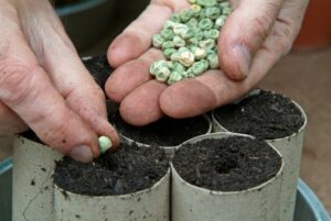 Moestuin voor beginners: 10 makkelijke groenten om te kweken