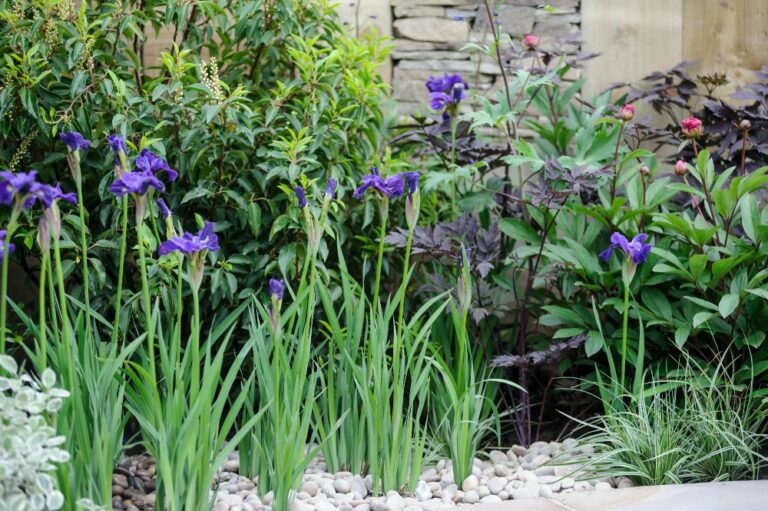 5 vijverplanten voor een goede balans in je vijver - Gardeners World