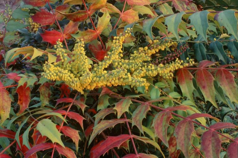 Mahonia: soorten, snoeien, verzorgen en meer - Gardeners World