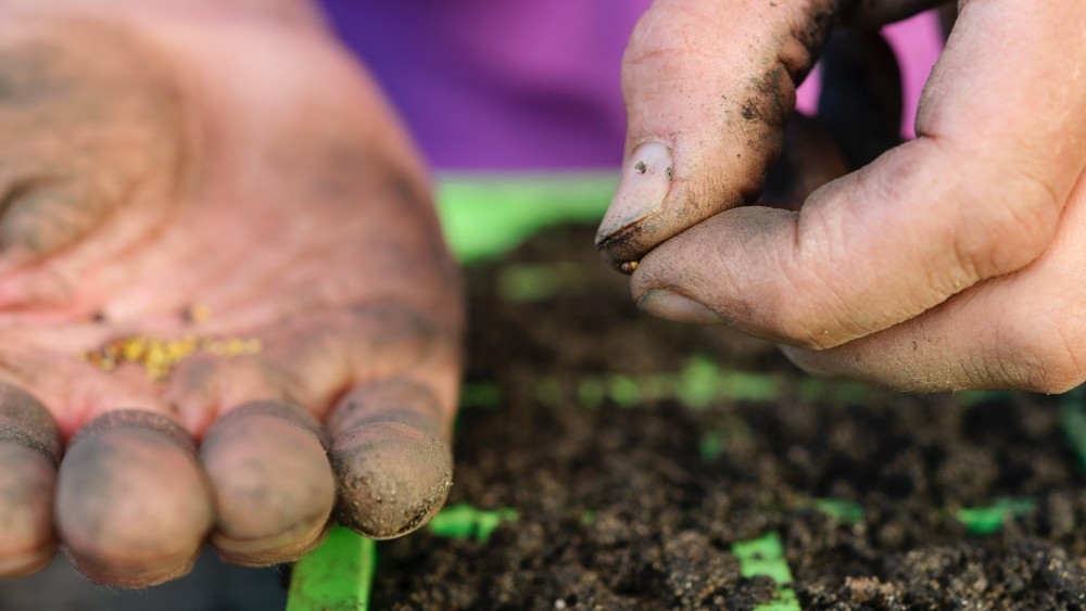 Zaaien in maart: dit kun je deze maand allemaal zaaien - Gardeners World