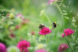 10x de mooiste vaste planten zonder onderhoud - Gardeners World