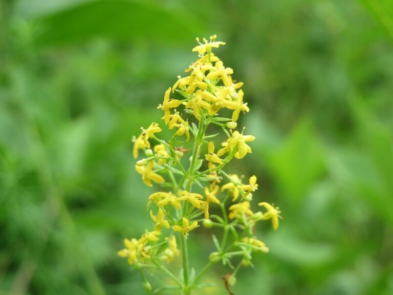10 onmisbare wilde bloemen voor je bloemenweide - Gardeners World