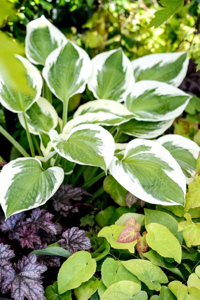 Hosta's: verzorgen, vermeerderen en slakken - Gardeners World