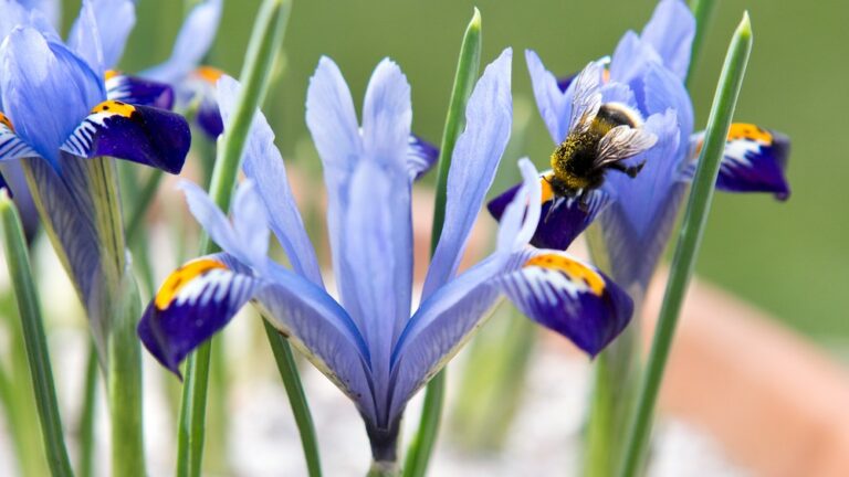 Bloemen planten voor insecten? Hier moet je op letten - Gardeners World