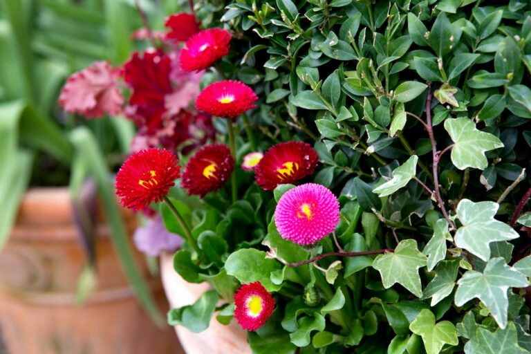 6 bonte bloemen in maart - Gardeners World