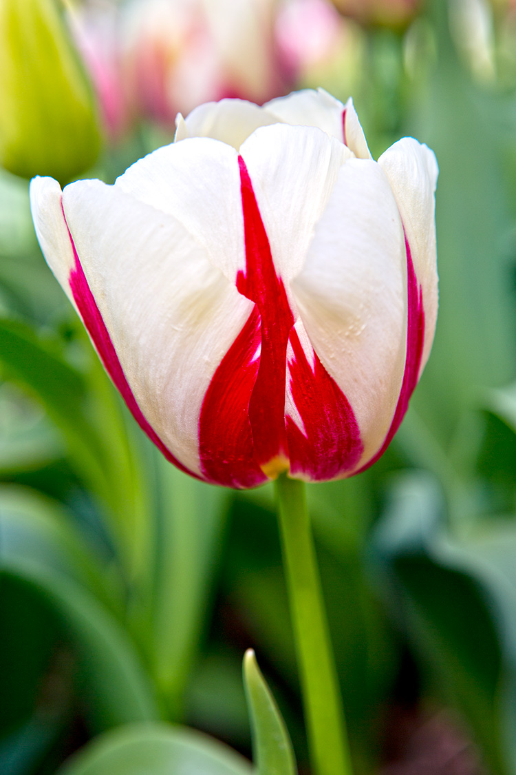 Wekenlang tulpen in bloei: zo doe je dat - Gardeners World
