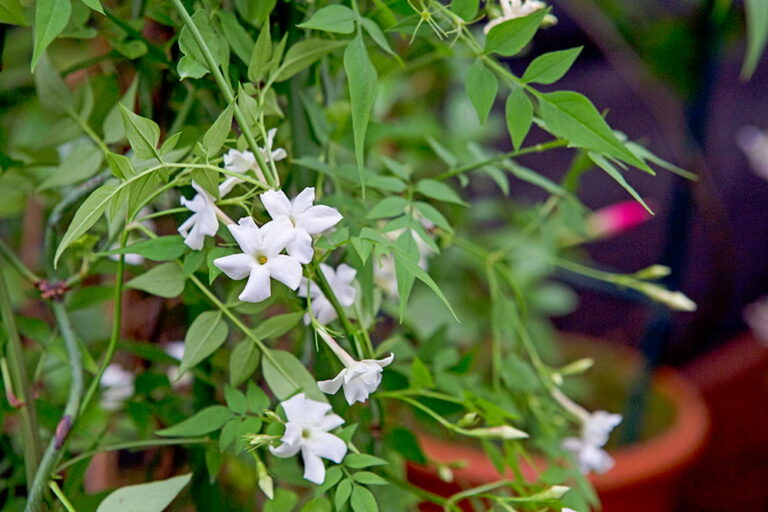 De 7 mooiste, vaste klimplanten met bloemen voor tegen je muur ...