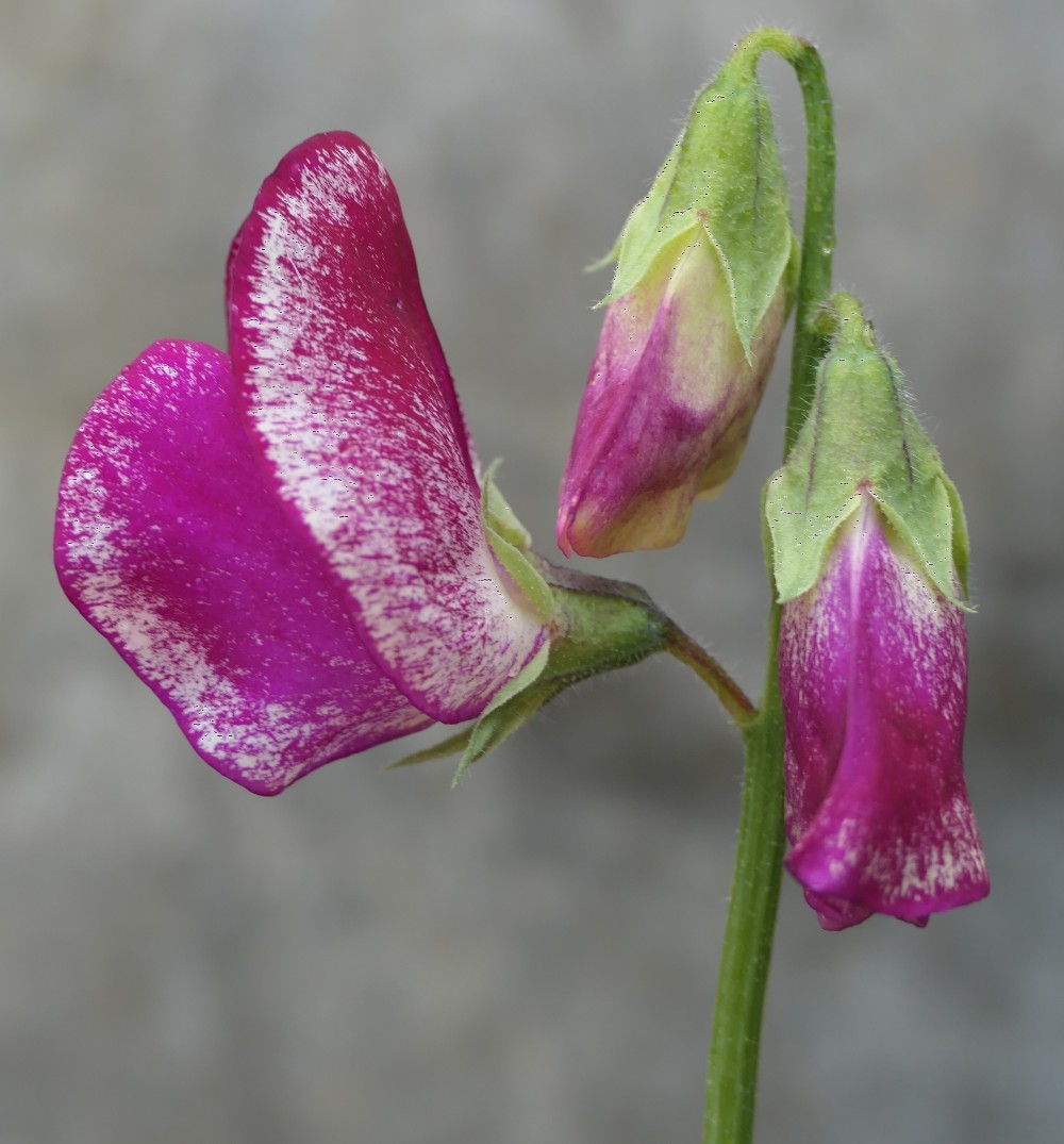 7 tips bij het kweken van Lathyrus - Gardeners World