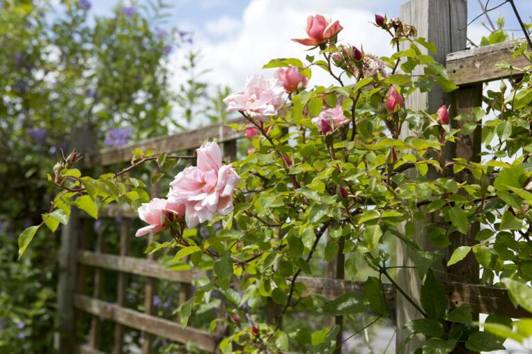 Rozenstruik snoeien: hoe en wanneer je dat het beste doet - Gardeners World