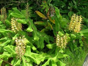 9 interessante planten met opvallend blad - Gardeners World