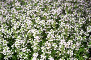 Een theetuin maken in potten: kies deze kruiden - Gardeners World