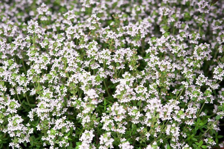 Tijm kweken, planten & stekken - Gardeners World