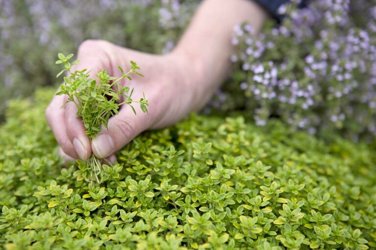Tijm kweken, planten & stekken - Gardeners World