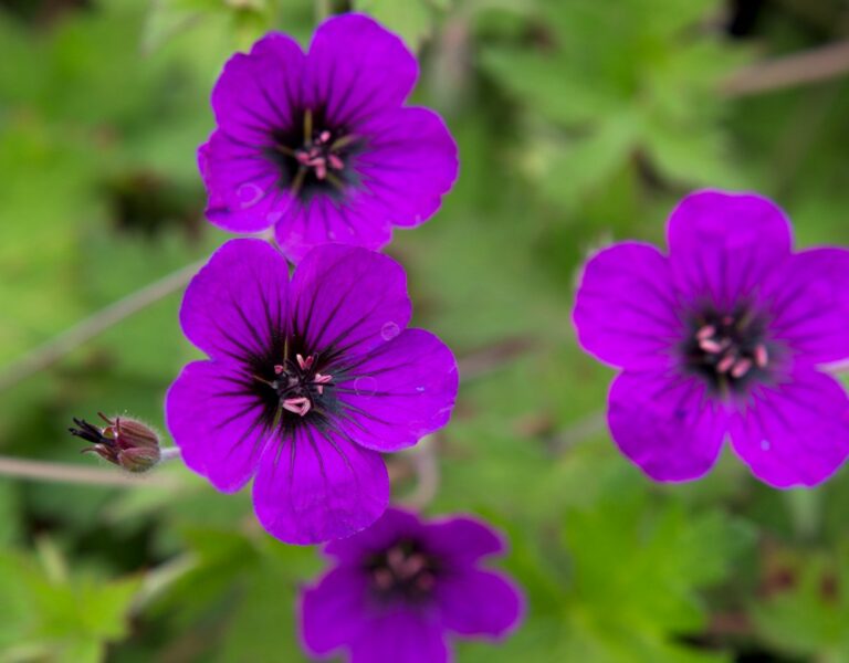 Geranium, Pelargonium? Dit zijn de belangrijkste verschillen ...