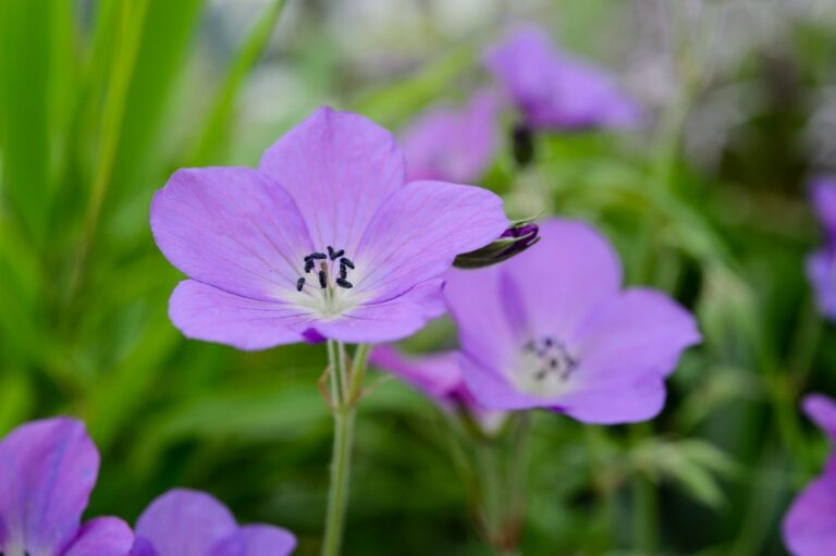 De 12 beste geraniums voor in de schaduw - Gardeners World