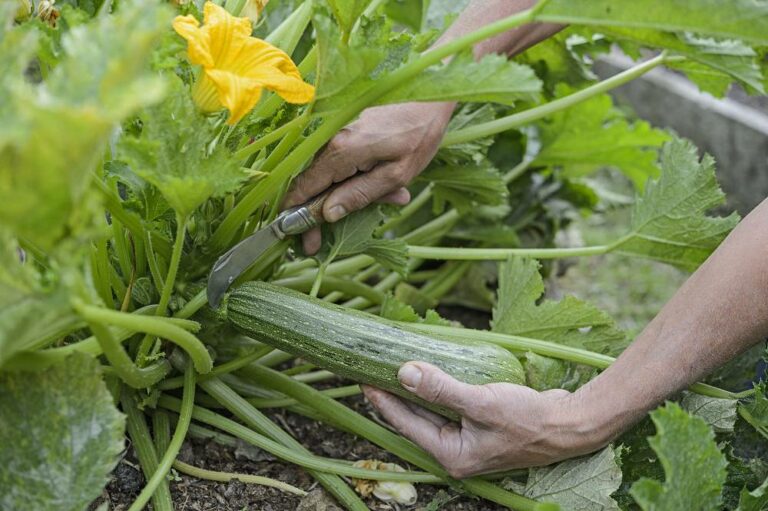 Courgette kweken en planten: zo ga je te werk - Gardeners World