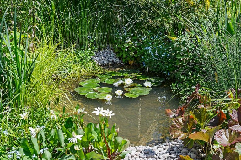 Muggen in je tuin voorkomen? 5 praktische tips - Gardeners World