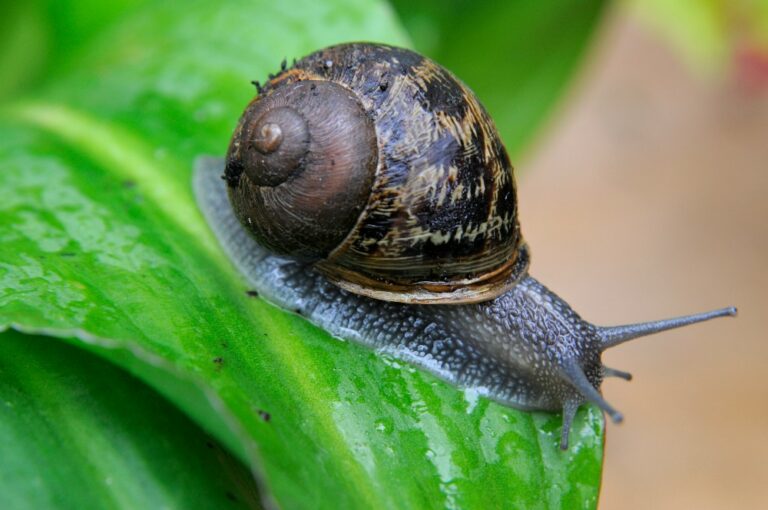 Deze 11 nuttige bodemdieren zijn onmisbaar voor jouw tuin (met foto’s ...