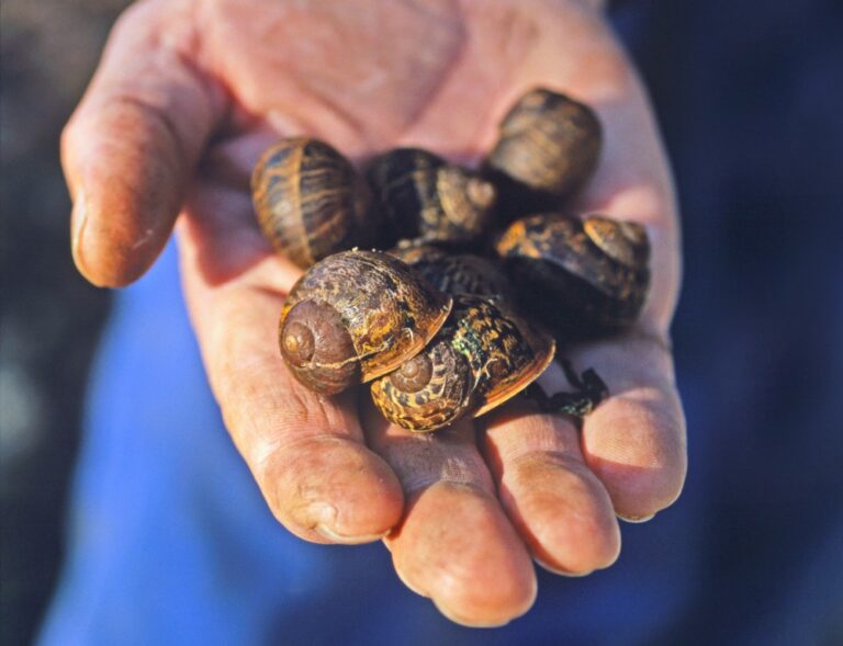20 planten waar slakken niet van houden - Gardeners World