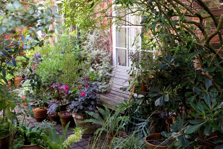 Top-20 beste vaste planten voor (bijna) elke tuin - Gardeners World