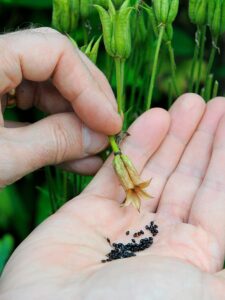 Akelei zaaien: wanneer en hoe doe je dat? - Gardeners World