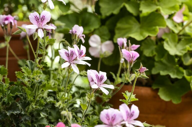 Geranium, Pelargonium? Dit zijn de belangrijkste verschillen ...