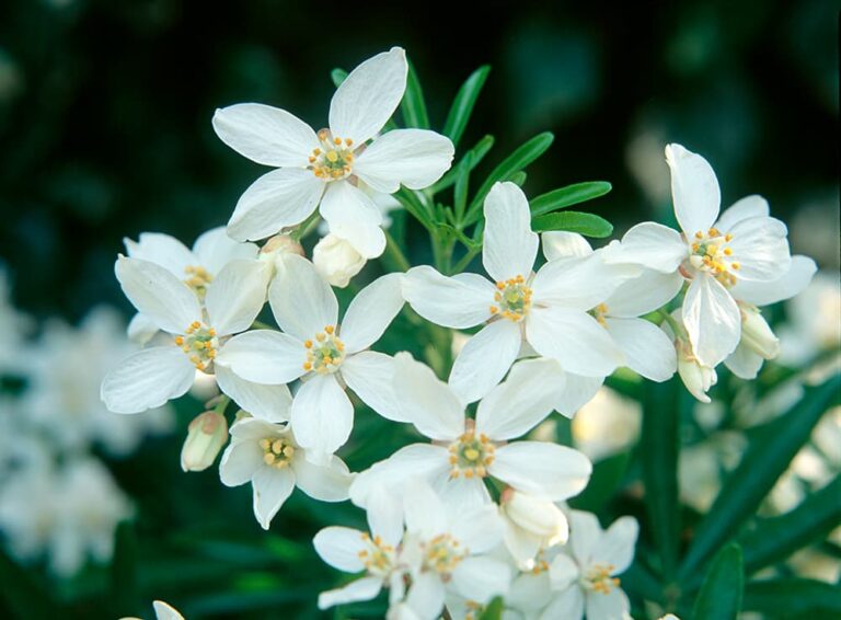 Groenblijvende struiken: 21 mooie soorten - Gardeners World