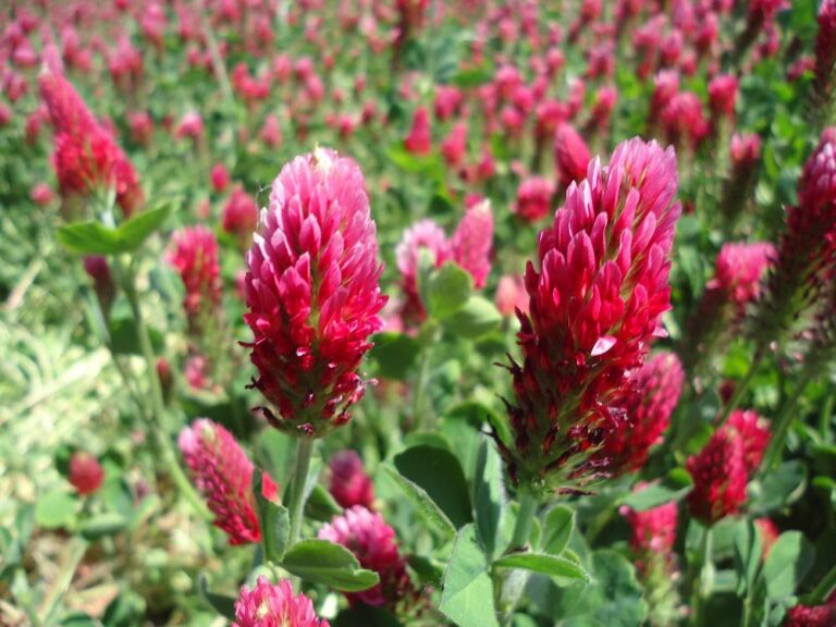 De moestuin in september: dit kun je allemaal doen