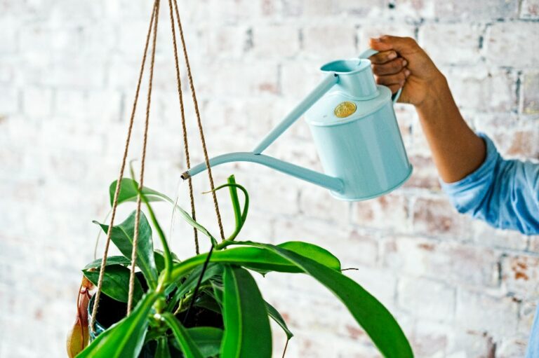 10 fouten bij kamerplanten die je wil voorkomen - Gardeners World