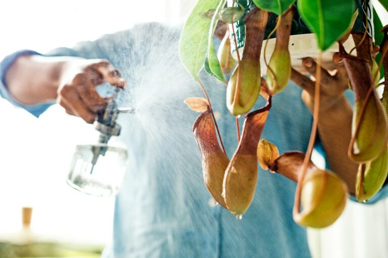 Kleine zwarte vliegjes in huis? Zo kom je er vanaf - Gardeners World