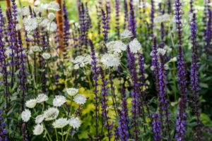 Deze soorten Salvia zijn een lust voor het oog - Gardeners World