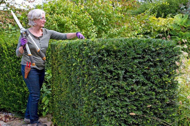 Taxus snoeien: wanneer en hoe doe je dat? - Gardeners World