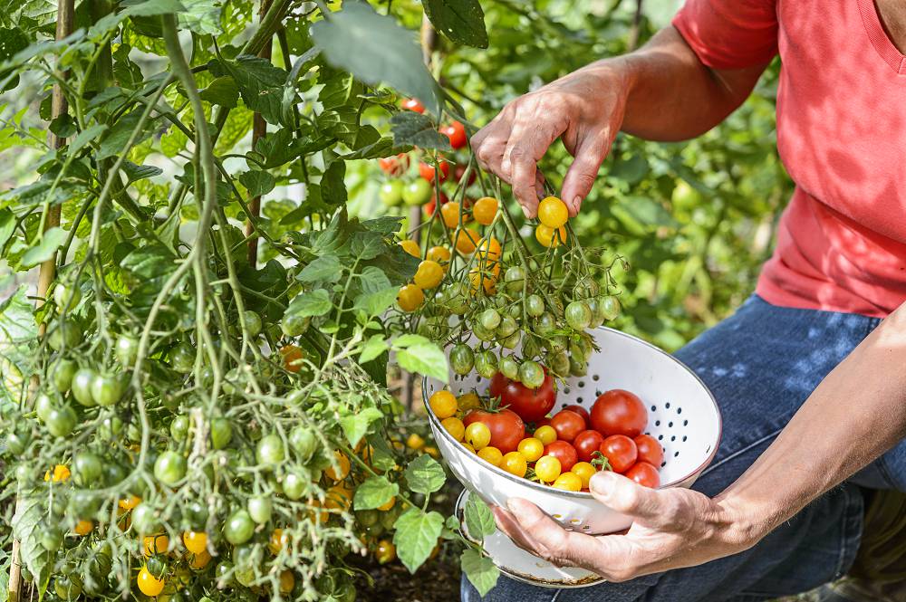 Tomaten Oogsten Zo Pluk Je Langer Verse Vruchten Gardeners World