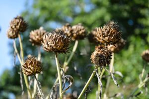 Dit zijn de 11 mooiste planten in september - Gardeners World