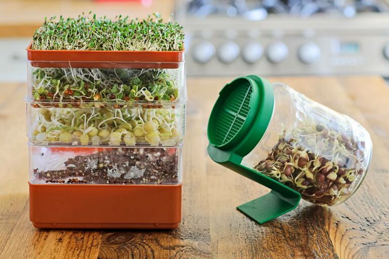 Deze 5 groenten kweek je 's winters op de vensterbank - Gardeners World