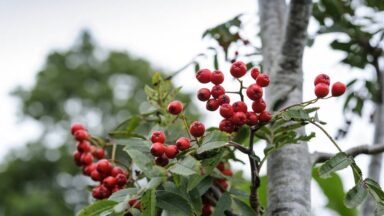 Vlinderstruik stekken: een eenvoudig stappenplan - Gardeners World