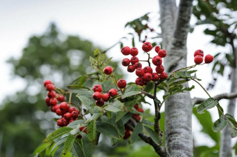 Een boom kweken uit pit of bes: zo pak je dat aan in 4 stappen ...