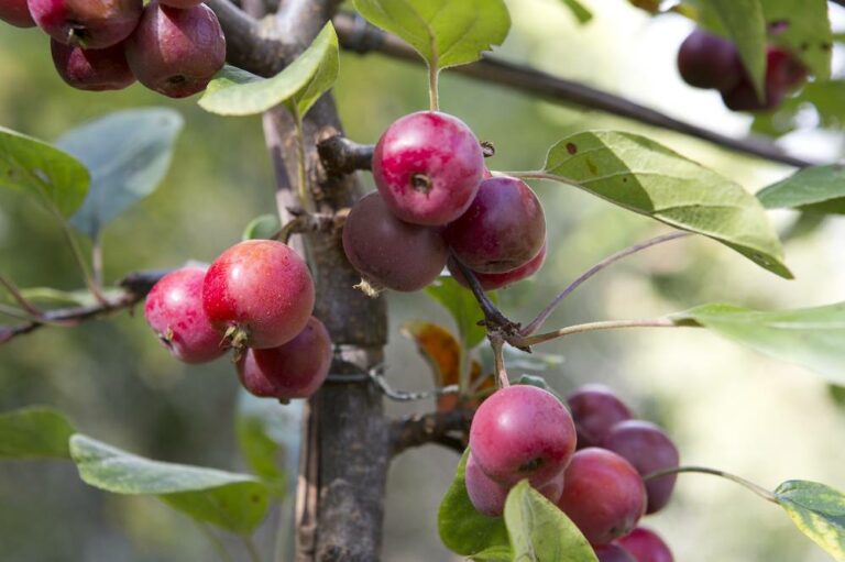 Een boom kweken uit pit of bes: zo pak je dat aan in 4 stappen ...