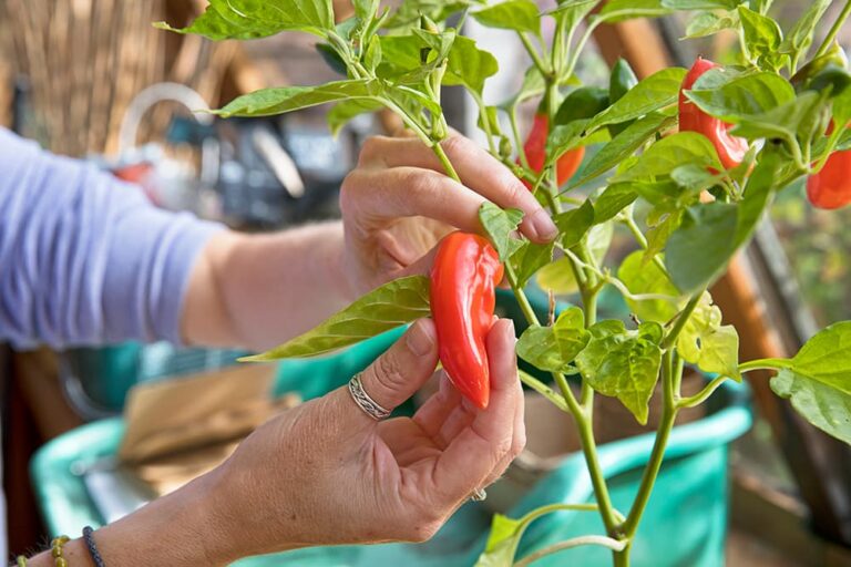 Groentezaden oogsten en bewaren doe je zó - Gardeners World
