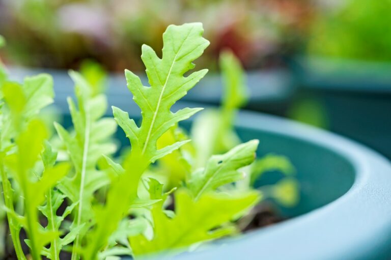 10 smakelijke groenten om te kweken in de herfst - Gardeners World
