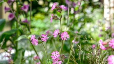 5 perfecte planten voor een inheemse heg