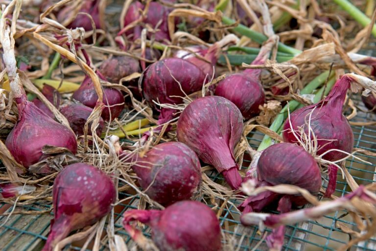 10 smakelijke groenten om te kweken in de herfst - Gardeners World