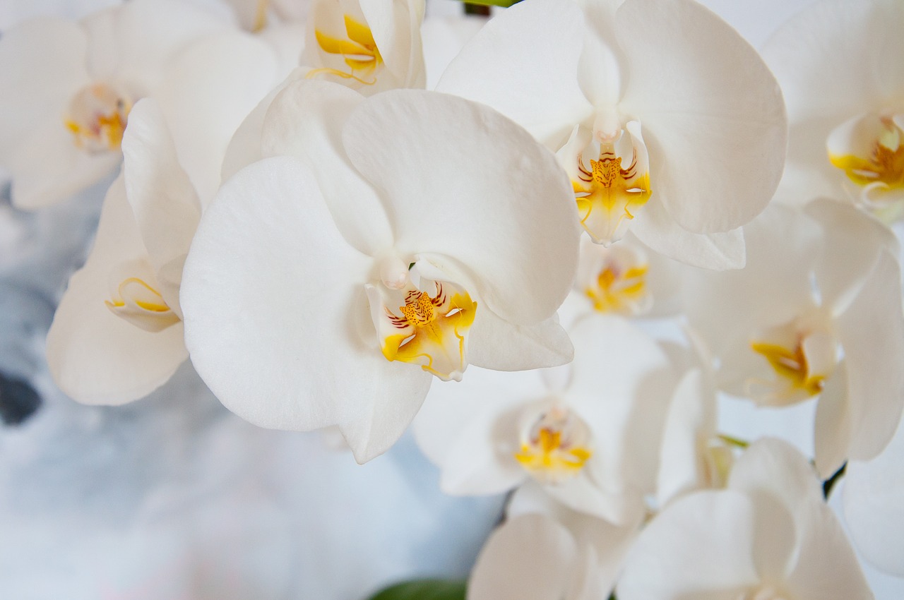 Orchidee opnieuw laten bloeien: tips voor nieuwe bloemen